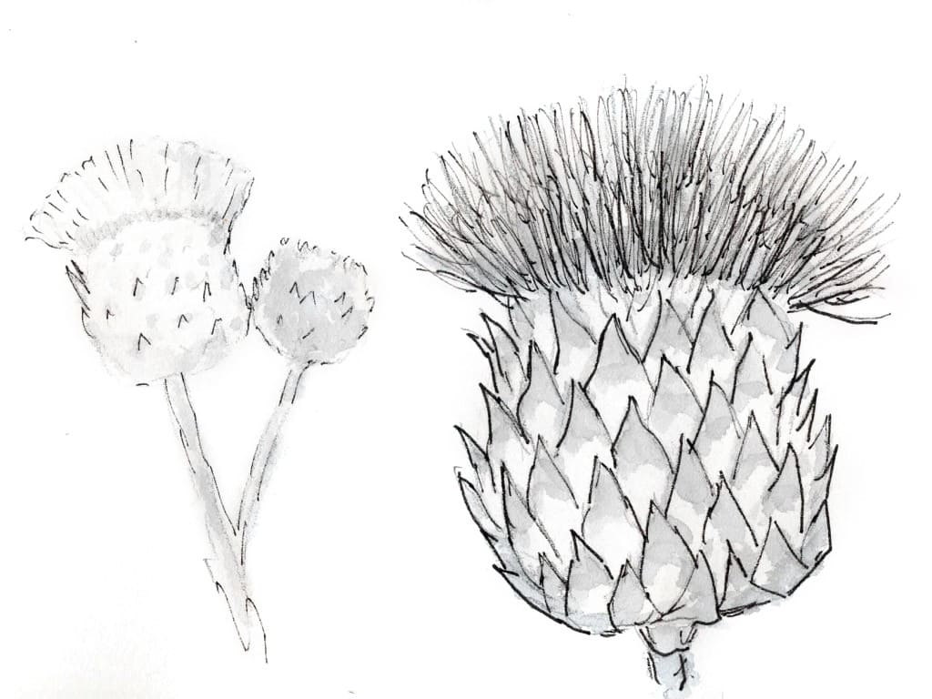 Cardo, o que é e para que serve